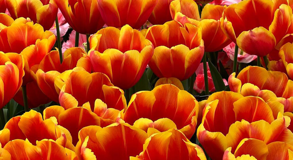 Mathew visits the tulip flower show in Amsterdam – Evoscien