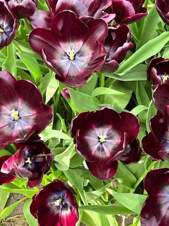 Mathew visits the tulip flower show in Amsterdam – Evoscien