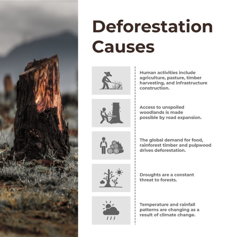Deforestation Causes, Trends and Impact – Evoscien
