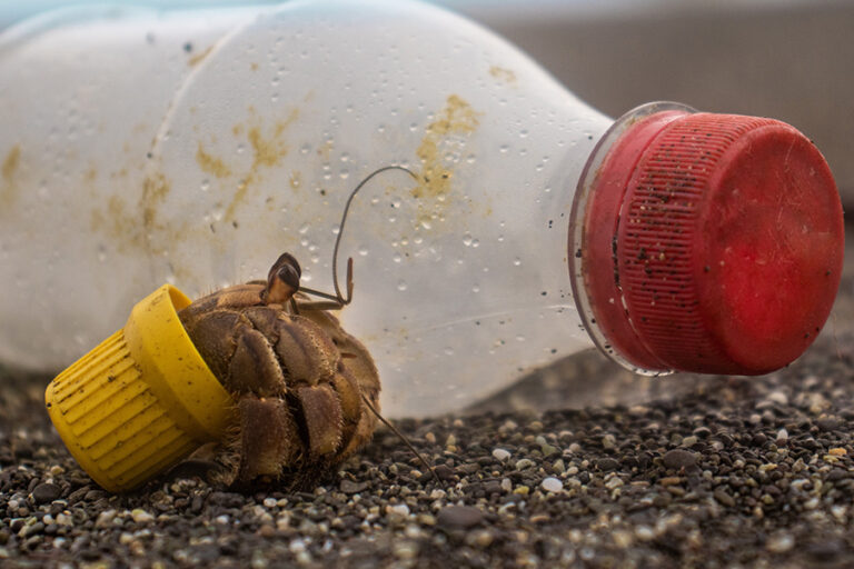 The Unexpected Homes of Hermit Crabs: A Plastic Tale of Adaptation ...